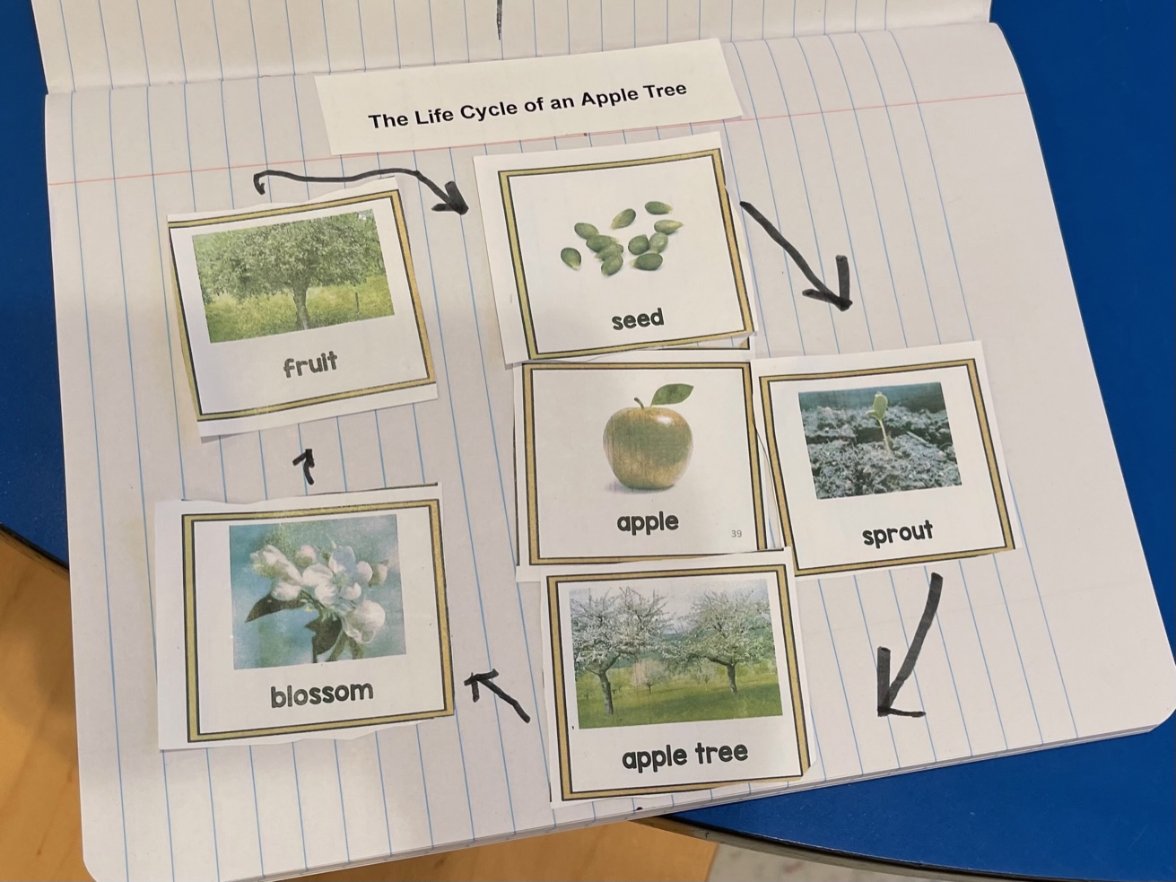 PreK/K Life Cycles of trees, Fun Experimenting in Math, Sounding out ...
