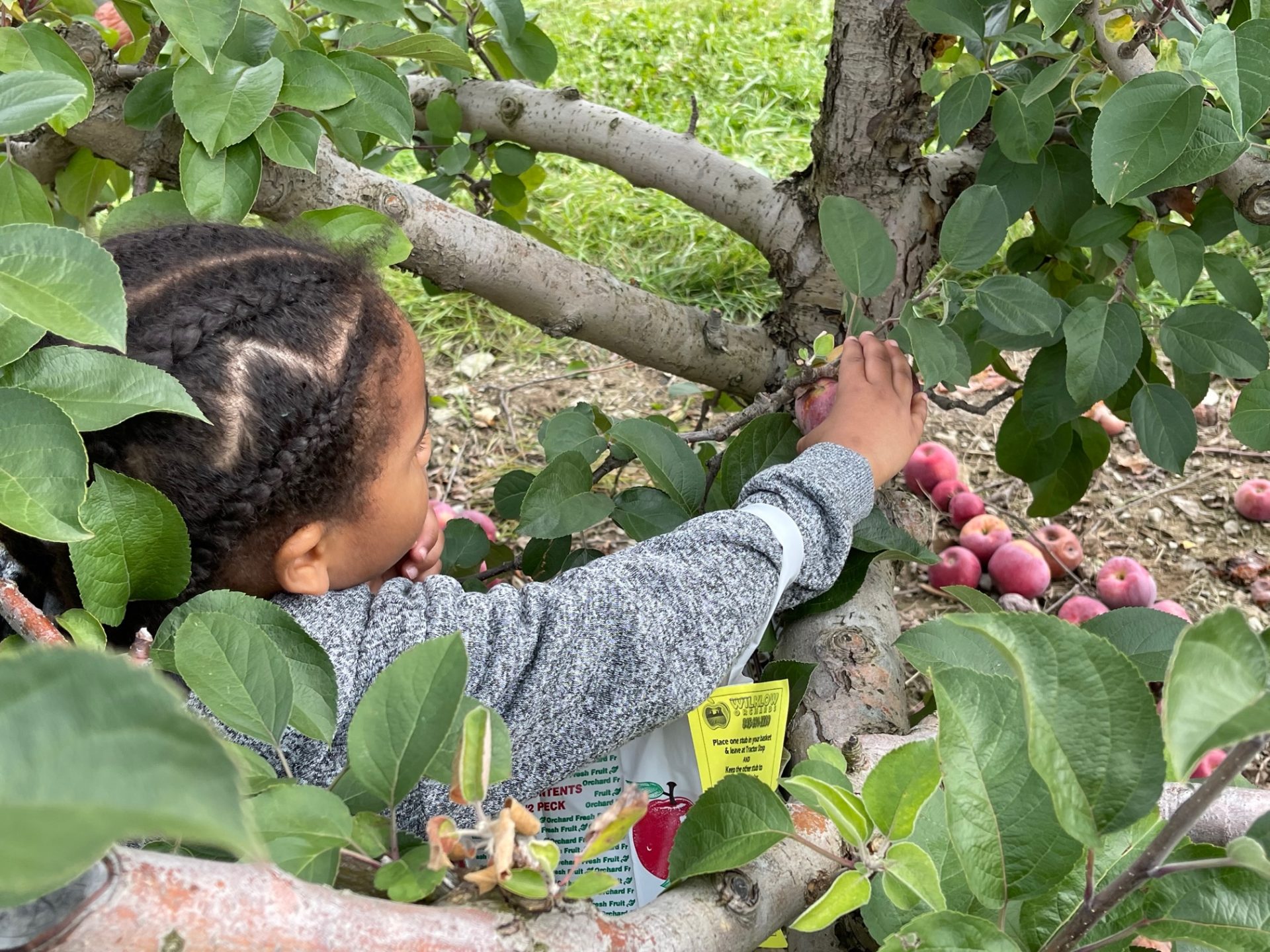 PreK/K Apple Investigations, Wilklow Orchards Trip and More ...
