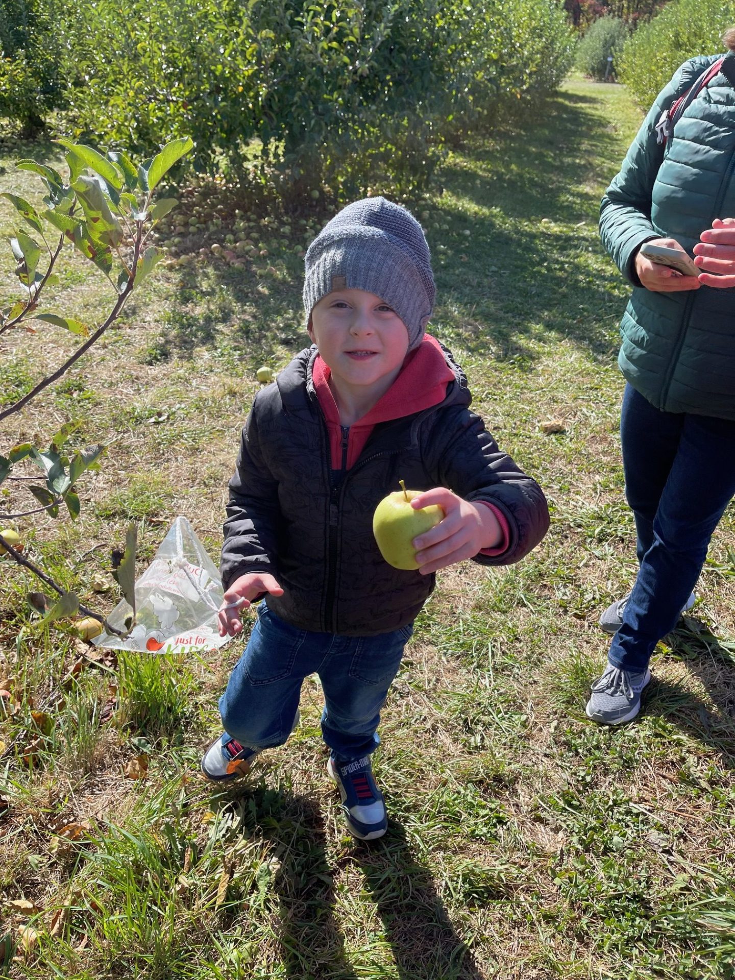 Apples and Worms! | Poughkeepsie Day School